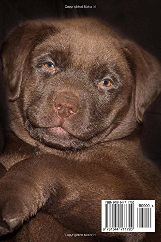 Are Labradors Cuddly