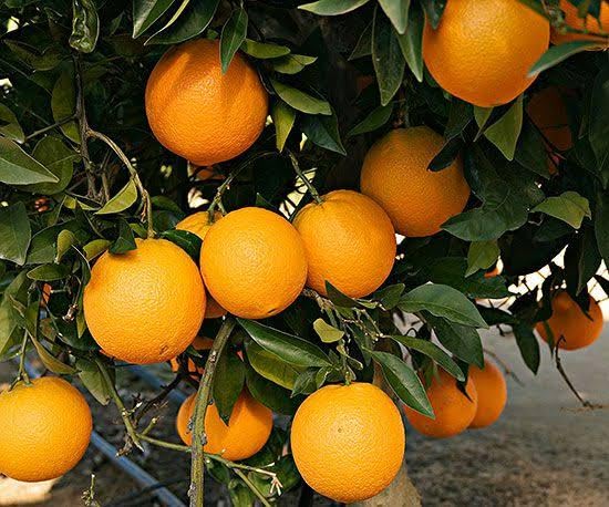 Vietnam malta Mosambi All Time Variety Grafted Fruit Live Plants & Tree ...