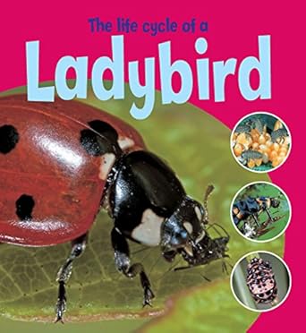 Learning About Life Cycles: The Life Cycle of a Ladybird : Thomson ...