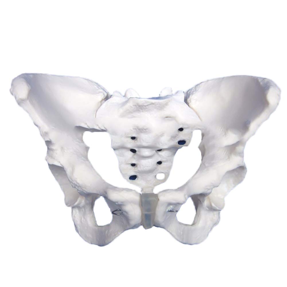 Buy UIOF Human Female Pelvis Model Real Size Skeleton for Science ...