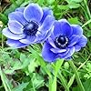 Amazon.com : Votaniki Anemone Blue Poppy - Hardy Perennial, Long ...