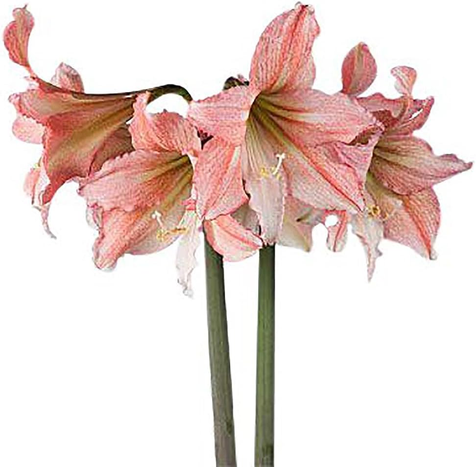 Amazon.com : Star Light Intokazi Waxed Amaryllis Double Flower Bulb ...