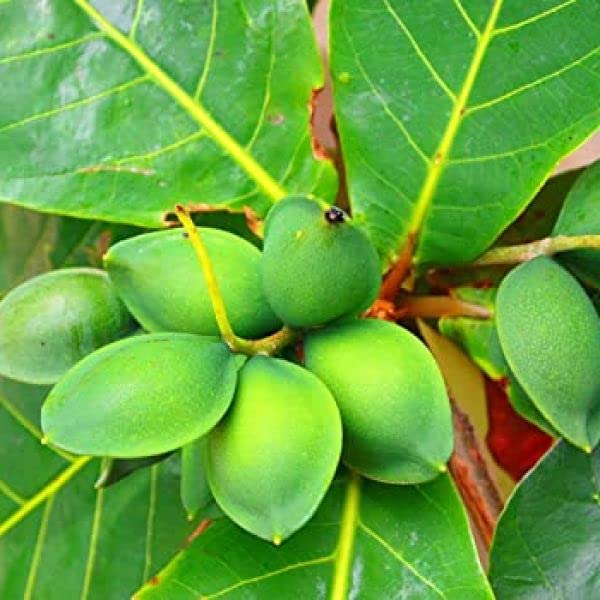 Mphmi Live Plant Nursery NCR Live Plants Badam Tree, Indian Almond Tree ...