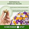 Amazon.com : Dutch Bulbs Giant Crocus Bulb Mix, 100 Exclusive Flower ...