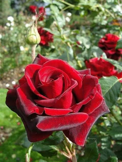 Rose Flower Tree Plant Hybrid All Time Red Rose Gullab Flower Tree ...