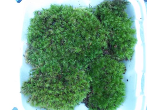 Fresh Live Frog Mood Moss - 2 to 4" Plants for Terrarium Vivarium ...