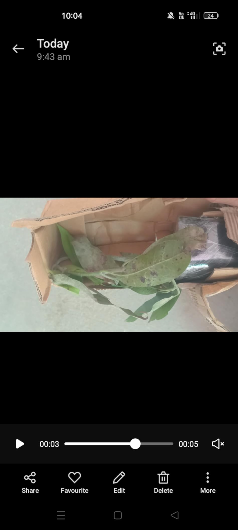 EverSneh Live Red Ivory Mango Plant,Aam, Amba " Special Variety" for ...