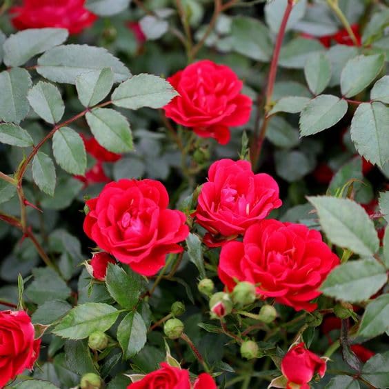 Desi Red Rose Plant Live Red for Outdoor Gardening (Pack of 1) With Pot ...