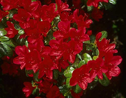 Florona Azalea Flower Plant Rhododendron 'Ward's Ruby' dark blood-red ...