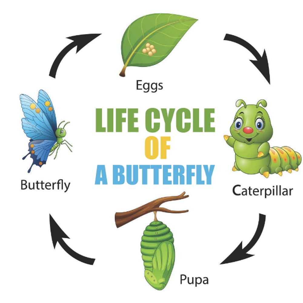 Life Cycle Of A Butterfly: Teach Kids About life Cycle Of A Butterfly ...