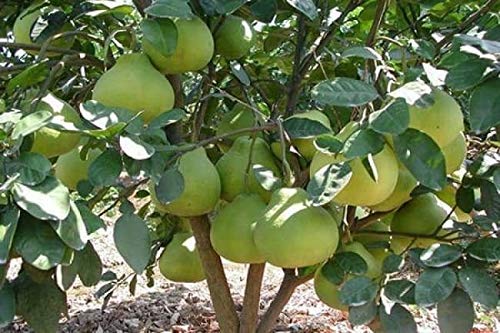 Amazing Plants Live Red Chakotra/Pomelo Fruit Plant With Pot - Healthy ...