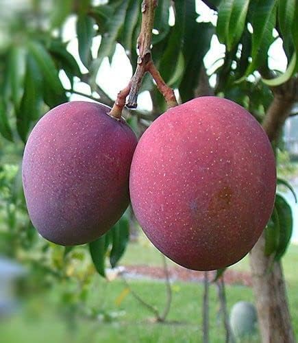 Grafted Dwarf Thailand Red Mango Plant Fruit Tree Live Plant : Amazon ...
