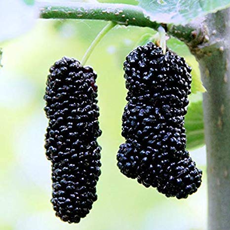 Buy Modern Plants Live Long Black Shahtoot/Mulberry Fruit Plant With ...