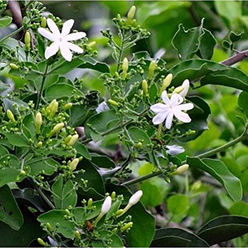 Jui Plant - Juhi, Indian Jasmine : Amazon.in: Garden & Outdoors
