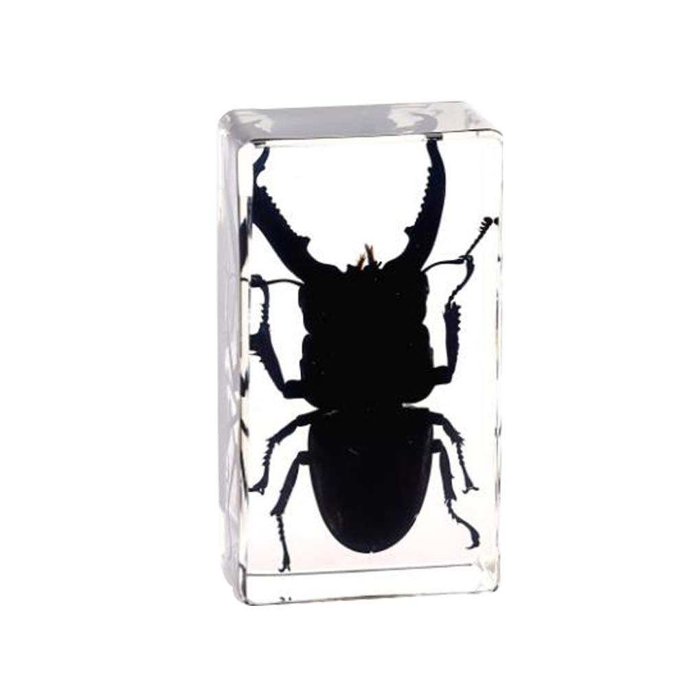 Buy Rainbow_Road Real Insect Stag Beetle Specimen Resin Desk ...