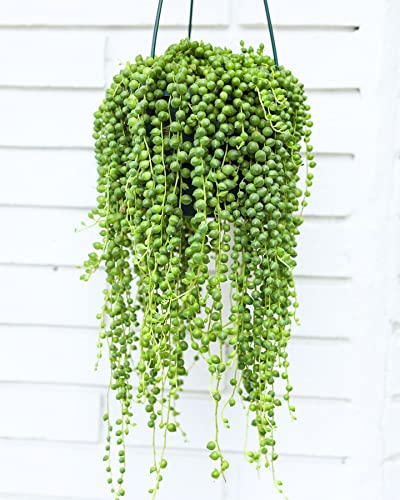 Green Land String of Pearls Low Light Plants Succulent Live - Gardening ...