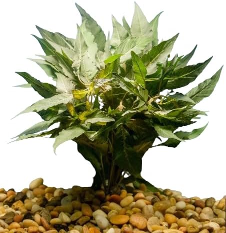 Amazon.com: Hygrophila Salicifolia Blue Hygro - Freshwater Aquatic ...