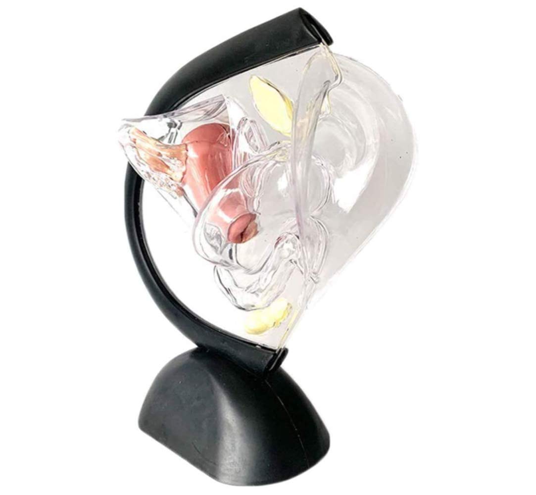 Buy tjz Transparent Uterus Model, Visible Uterine Structure Uterine ...