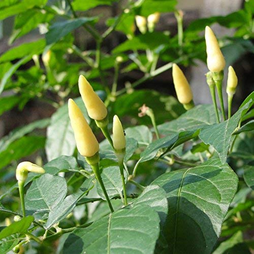 Golden Hills Farm Conical White Chili Pepper Seeds Vegetable Seeds Home ...