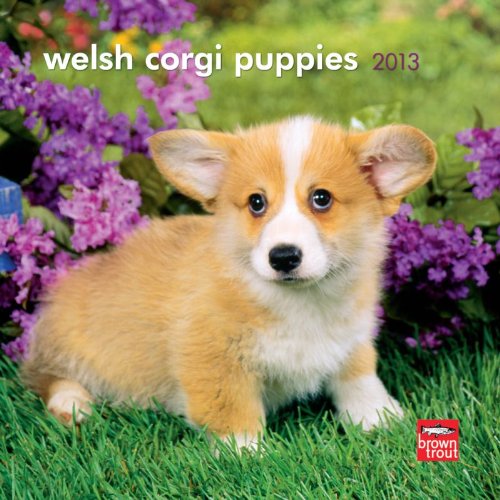 Welsh Corgi Puppies 2013 Calendar: Browntrout Publishers Inc ...