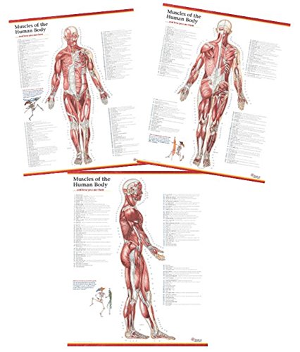 Buy Trail Guide to the Body's Muscles of the Human Body Set: 3 Set ...