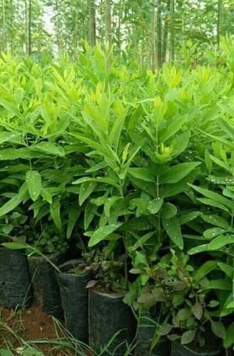 White Sandalwood- Safed Chandan-Santalum Album-indian Sandalwood-Pack ...