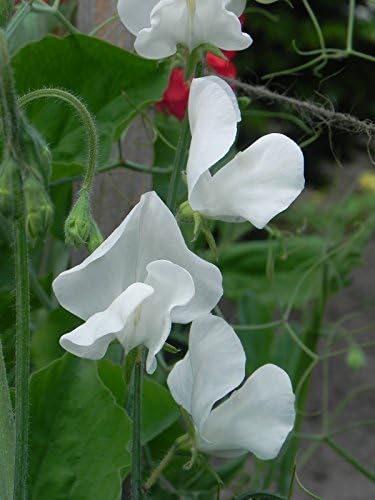 White Sweet Pea