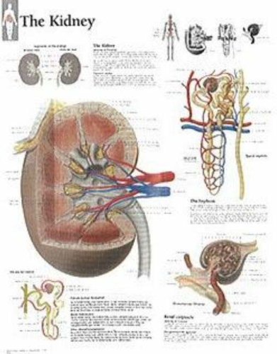 The Kidney chart: Wall Chart : Scientific Publishing: Amazon.ca ...