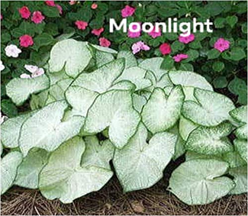 URBAN GARDENS® Caladium moonlight (Pack of 3 bulbs) : Amazon.in: Garden ...