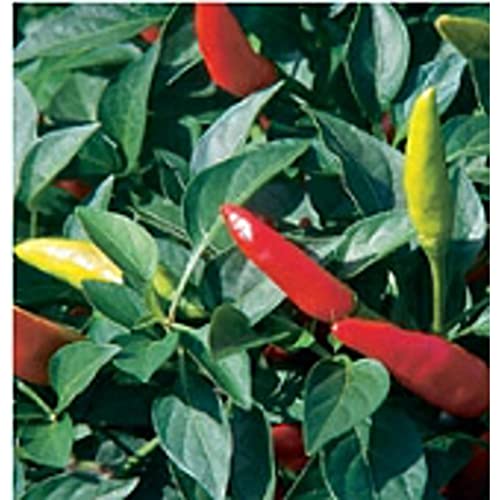 Best Chili Fruit Seeds for Your Home Garden Success - Totally Reviewed