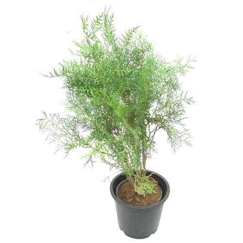A&S Plant Unique Mor Pankh Dwarf Plant Thuja/Mor Pankh Dwarf Plant ...