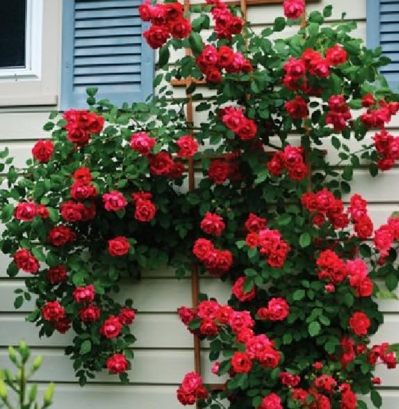Ourplant Live Rare Live Climbing Rose Creeping Wild Rambling Ornamental ...