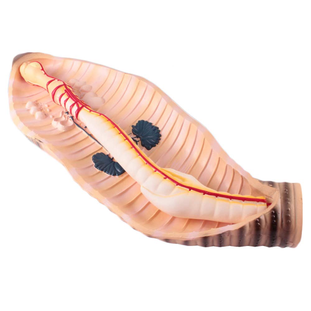 Lumbricus Dissection