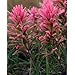 Amazon.com : Castilleja linariifolia, Split-Leaf Paintbrush (Indian ...