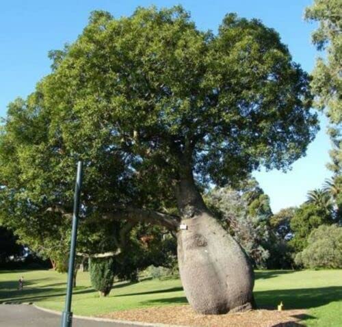 Brachychiton rupestris - How to grow & care