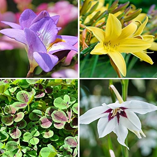 Amazon.com : Amazing Deal - Complete Spring & Summer 100 Bulbs - Garden ...