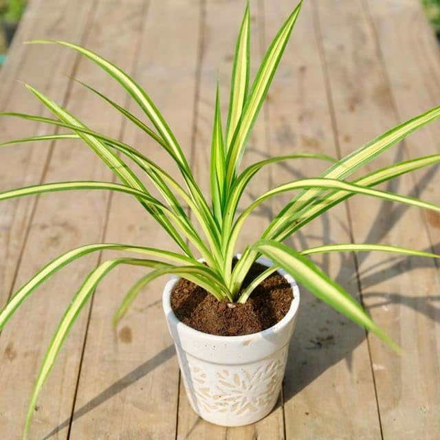 Pandanus/Screw pine in 6 Inch Classy White Cylindrical Designer Ceramic ...