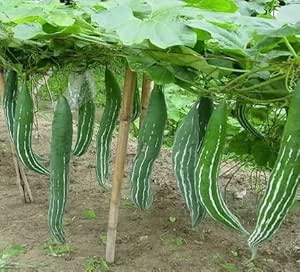 Snake Gourd Seeds (42 per packet) : Amazon.in: Garden & Outdoors
