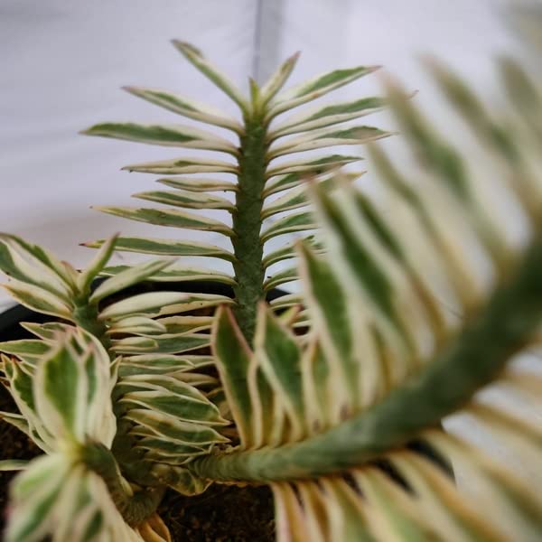 Ashokavanam Pedilanthus Plant (Devil's Backbone variegated) : Amazon.in ...