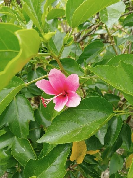 Cloud Farm Rare Chemparathi Plant Exotic Hibiscus 'PINK Color ' 1 ...