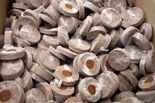 Coir Seedling Coins Cocopeat Disc Plant Starter Plugs (50 Pcs, 40mm ...