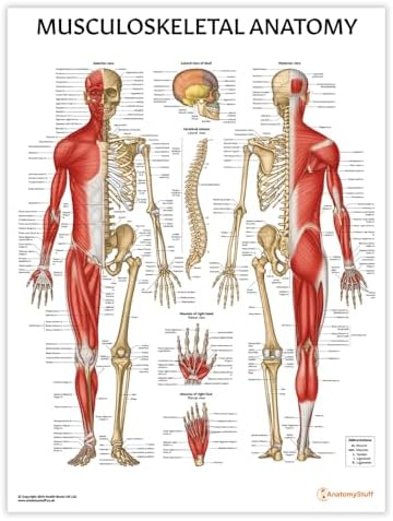 AnatomyStuff Musculoskeletal Anatomy Poster/Chart 45 x 60 cm, 18 x 24 ...