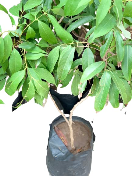 NIJI NURSERY Litchi plat with pot Early Seedless Variety Lychee Fruit ...