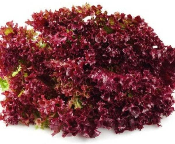 DECOREEN Lettuce Red (Lollo Rosso) Seeds : Amazon.in: Health & Personal ...