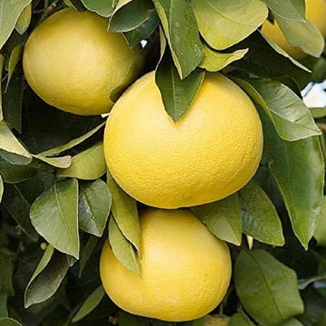 Hybrid Live Pomelo Batabi Lemon Fruit Plant : Amazon.in: Garden & Outdoors