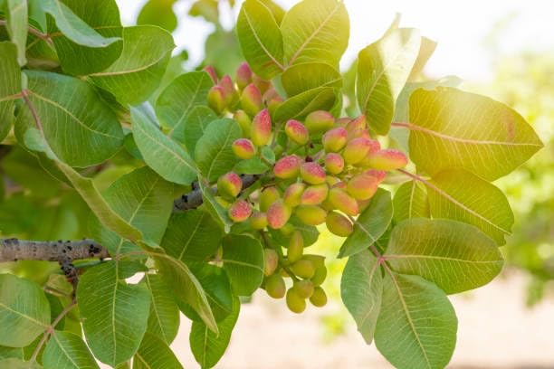 Pista plant (Pack of 2 Healthy live plant) : Amazon.in: Garden & Outdoors