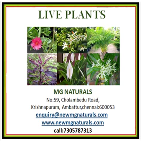 Vinca Rosea Medicinal Uses Apocyanaceae| Anti Cancer Drug|