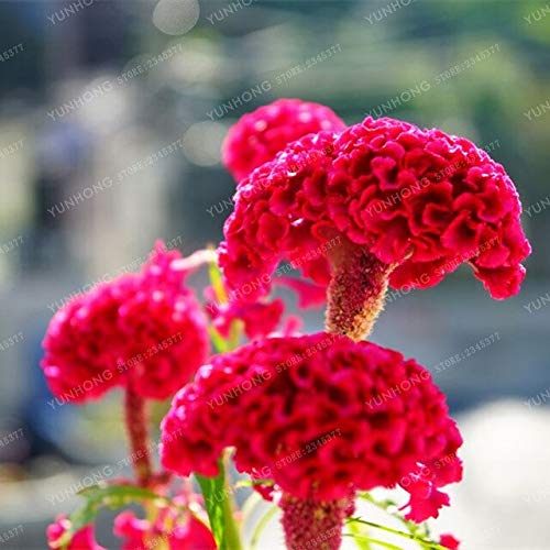 Cockscomb Flower Seeds Celosia Spicataflower Pure Blue Cockscomb Seeds ...