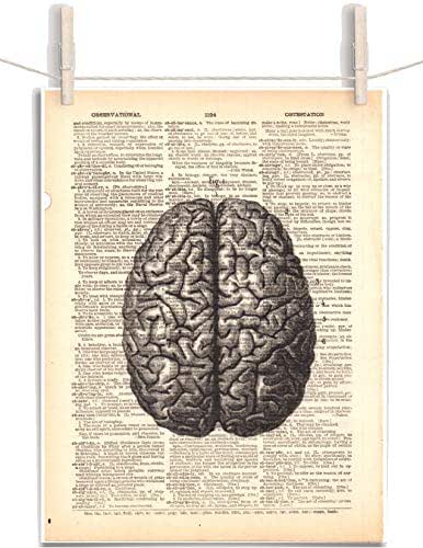 Amazon.com: Human Anatomy Brain 8.5 x 11 Vintage Dictionary Page ...