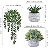 Amazon.com: Winlyn 3 Pcs Assorted Small Potted Succulent Plants ...
